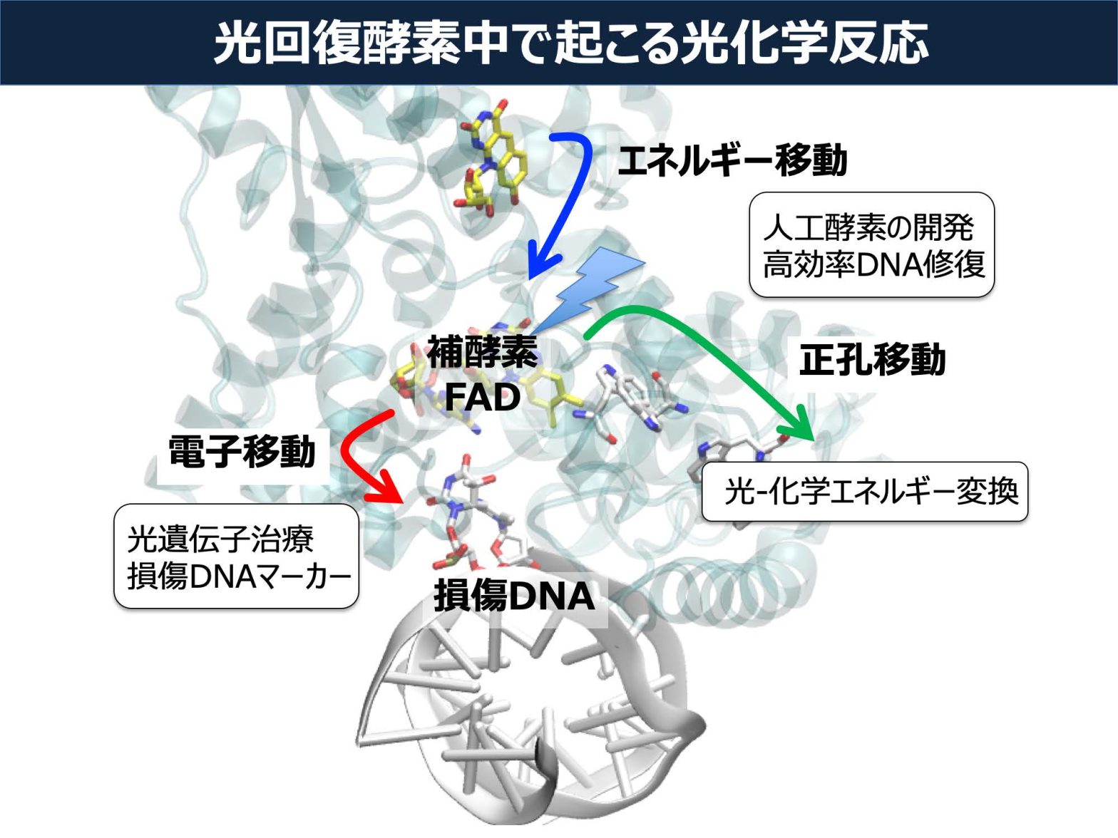 高機能光回復酵素の開発と光遺伝子治療への応用 (Development of high-performance photo ...