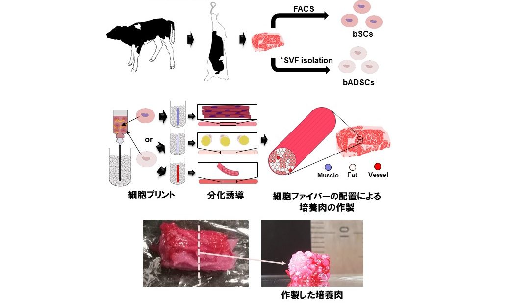 人工腱統合バイオプリント法により作製した細胞ファイバーの組織化による培養肉の創製 (Engineered whole cut meat ...