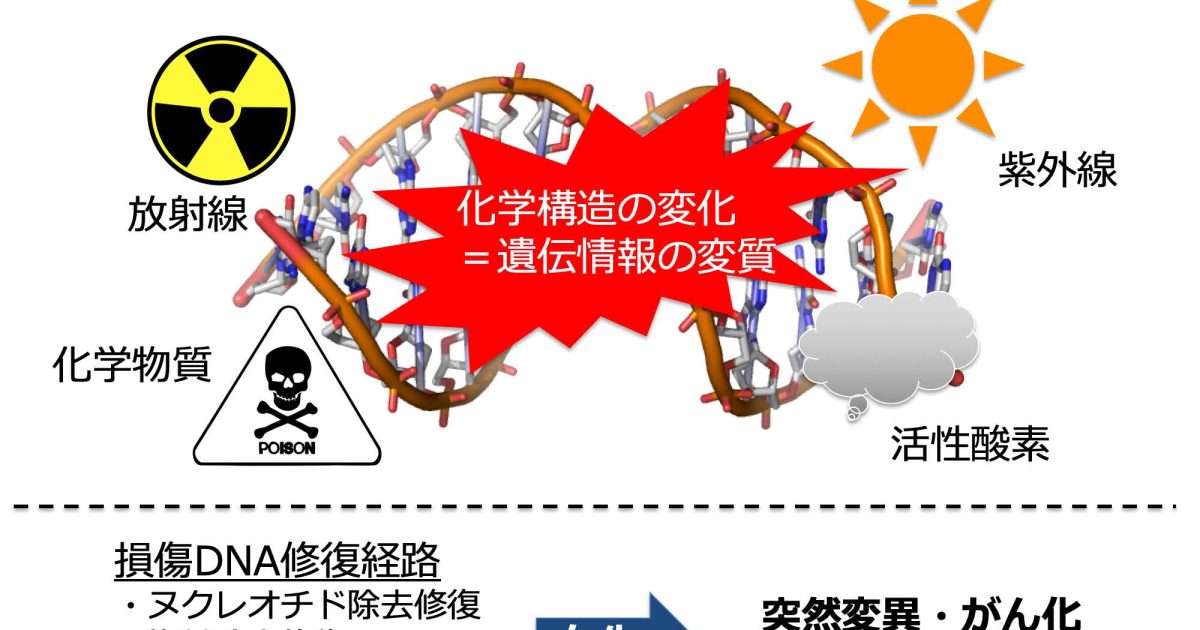 高機能光回復酵素の開発と光遺伝子治療への応用 (Development of high-performance photo ...